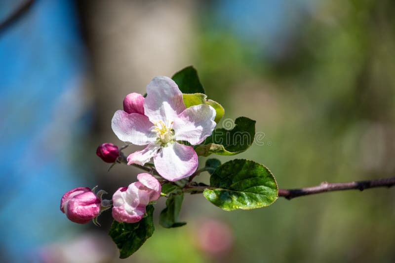 Apple Blossom Flowers in Spring, Blooming on Young Tree Branch Stock ...