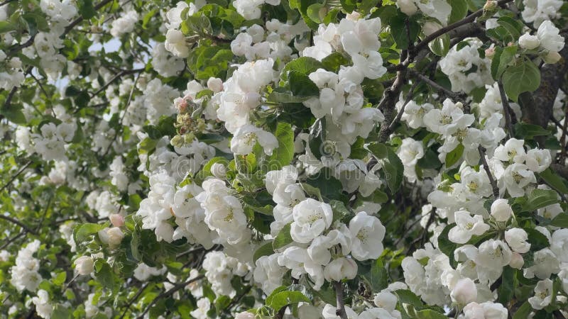 Apple Blossom Flowers on a Tree in Spring. Stock Photo - Image of ...