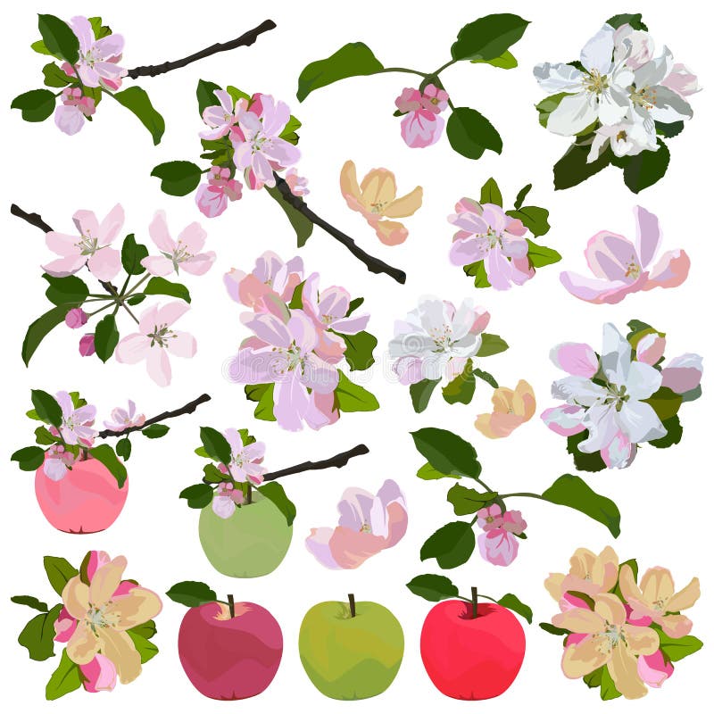 Crabapple Tree Stock Illustrations – 72 Crabapple Tree Stock ...