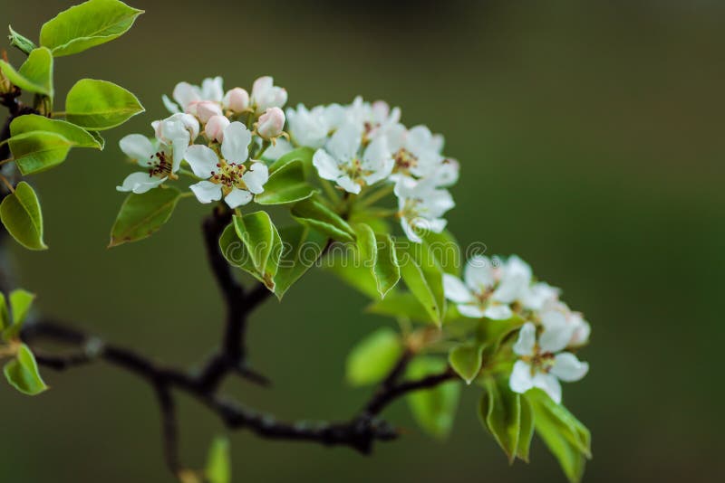 Apple Blossom in Full Bloom Stock Image - Image of closeup, fruit ...