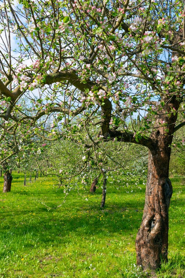 Apple Blossom Garden in Spring. Spring Bloom Stock Image - Image of ...