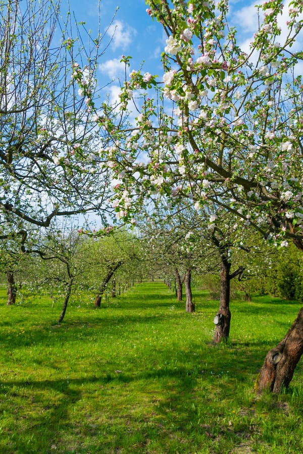 Apple Blossom Garden in Spring. Spring Bloom Stock Image - Image of ...