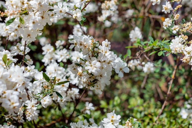Apple Blossom in the Garden Spring Time - Image Stock Photo - Image of ...