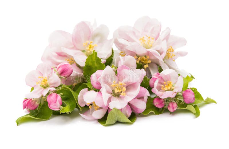 Apple blossom stock image. Image of beginnings, inflorescence - 70196711