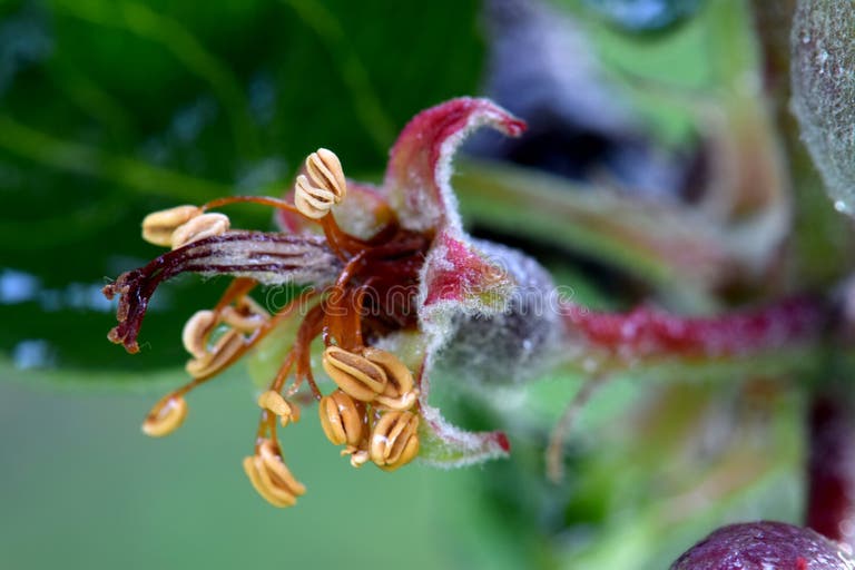 Apple Blossom Jester in Fruit Tree 03 Stock Photo - Image of blossom ...