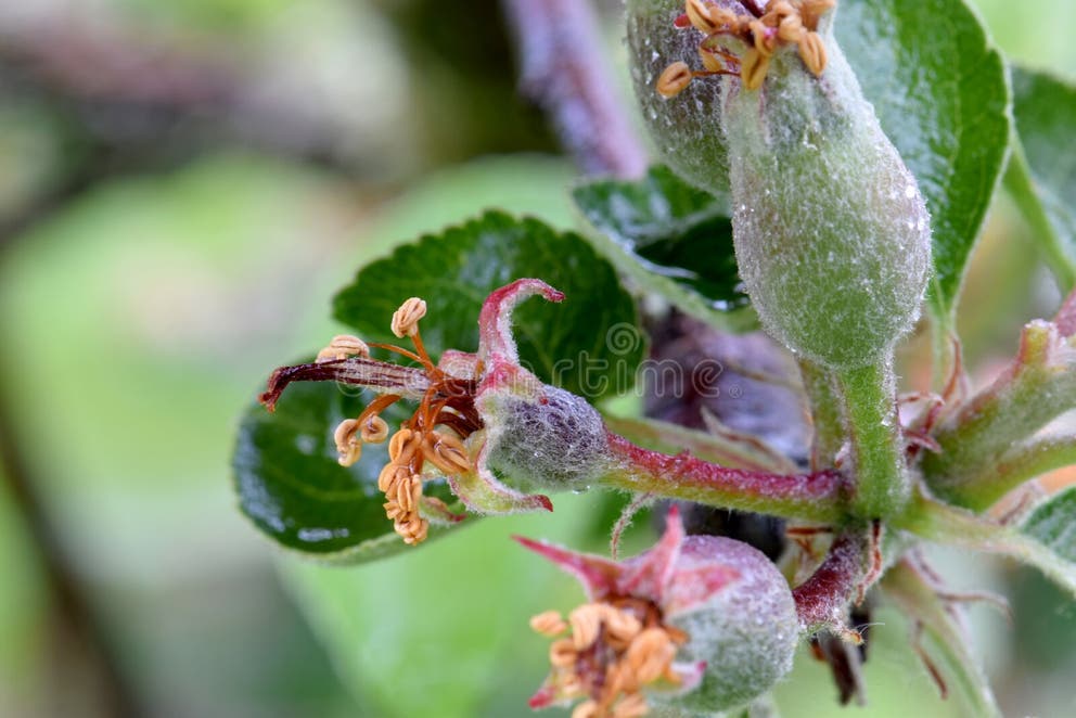 Apple Blossom Jester in Fruit Tree 06 Stock Image - Image of blossom ...