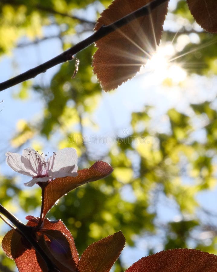 Apple Blossom and Leaves in Dazzling Sunlight Stock Image - Image of ...