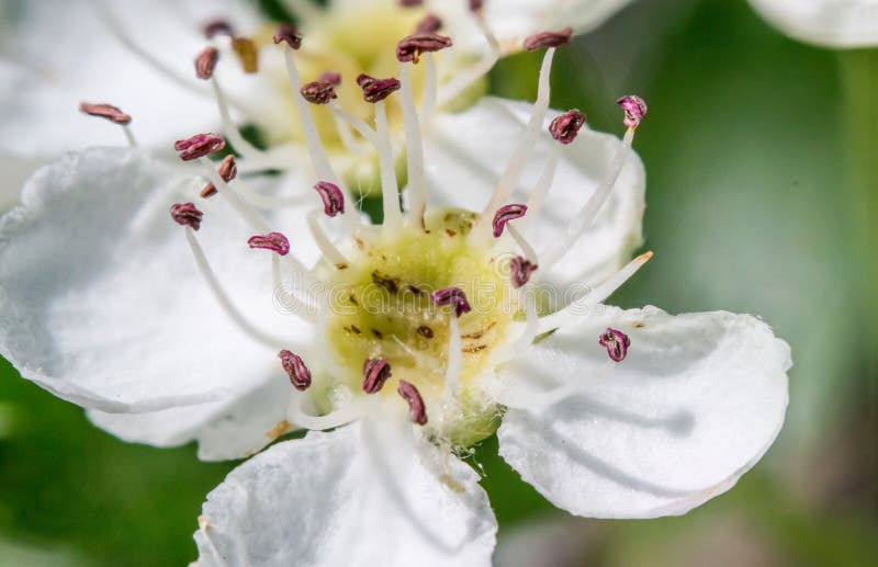 Apple Blossom, Natural Light Stock Image - Image of fruit, growth ...