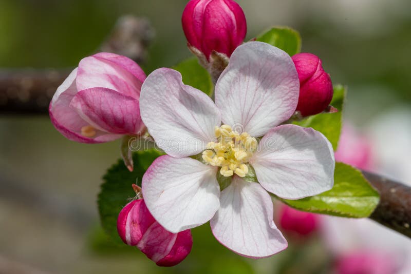 Apple blossom stock image. Image of flowers, inflorescence - 182086597