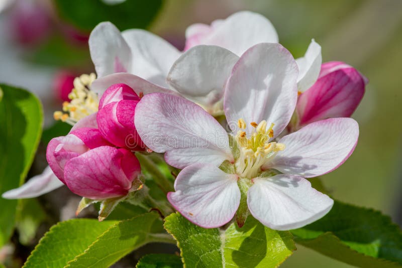 Apple blossom stock photo. Image of apple, beautiful - 183135346