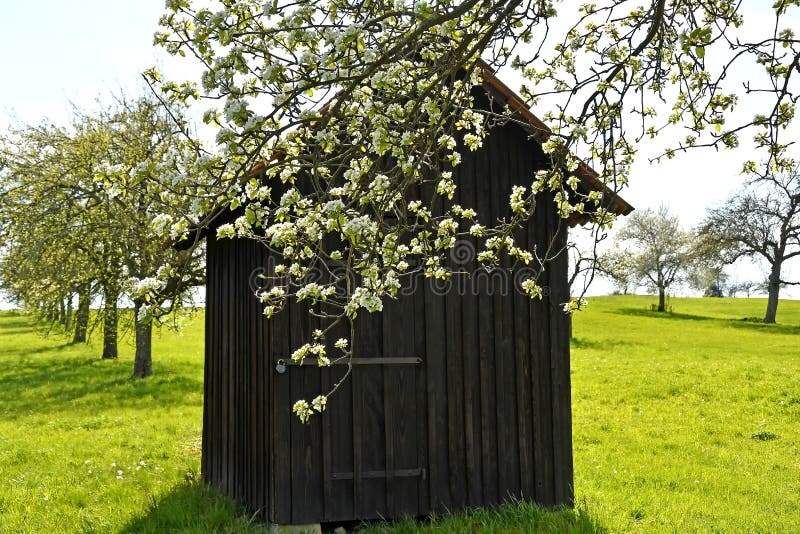 295 Barn Apple Tree Stock Photos - Free & Royalty-Free Stock Photos ...