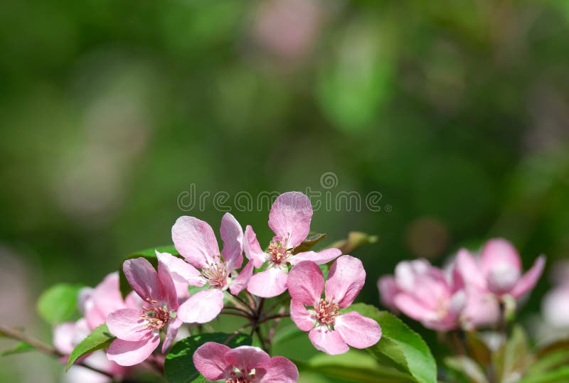 Apple blossom over green stock image. Image of head, pink - 16237173
