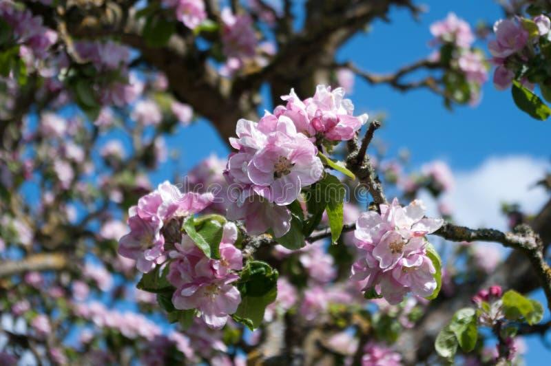 Red elm tree Ulmus rubra stock image. Image of tree, foliage - 90910671