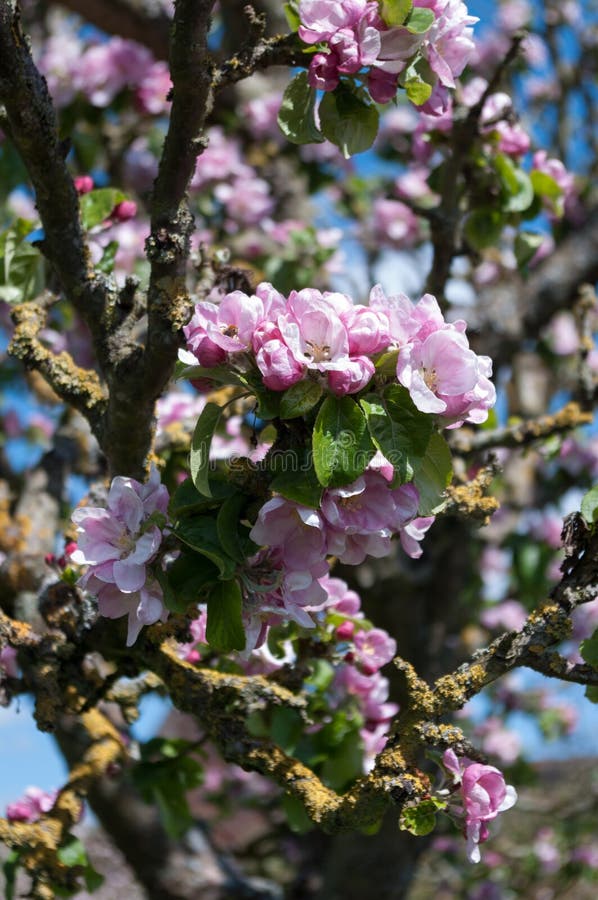 Apple blossom stock photo. Image of gardening, fruit - 91281552