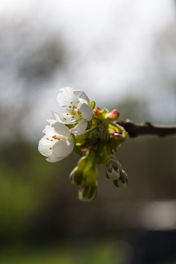 Apple Blossom stock photo. Image of beauty, exterior - 47786110