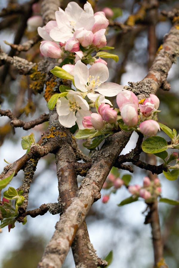 Apple blossom. stock image. Image of plants, springtime - 33060735