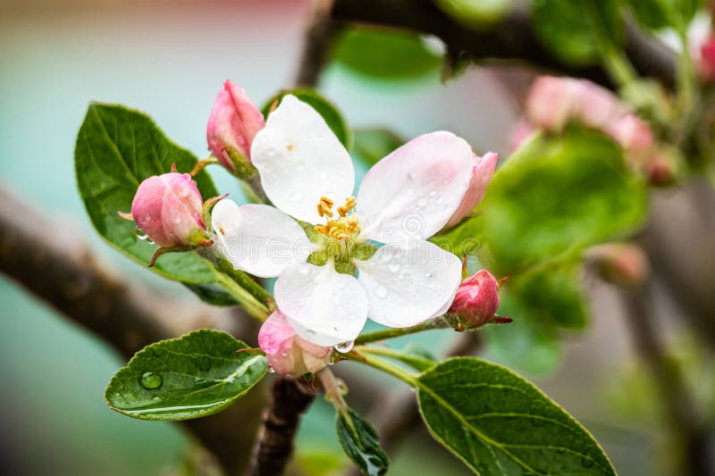 Apple Blossom - Spring Background with Bloom on Tree Stock Photo ...