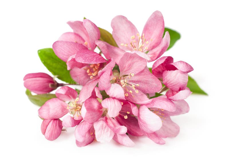 Magnolia blooms stock photo. Image of front, head, face - 24092500