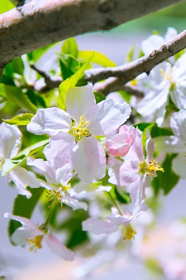 Apple Blossom Spring Flowers Stock Image - Image of green, flowers ...