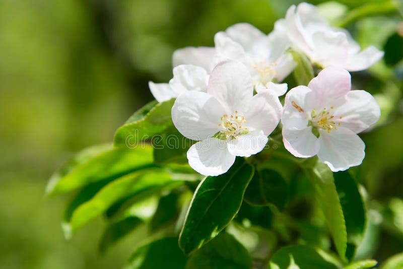 Apple Blossom Spring Flowers Stock Photo - Image of brightly, beauty ...