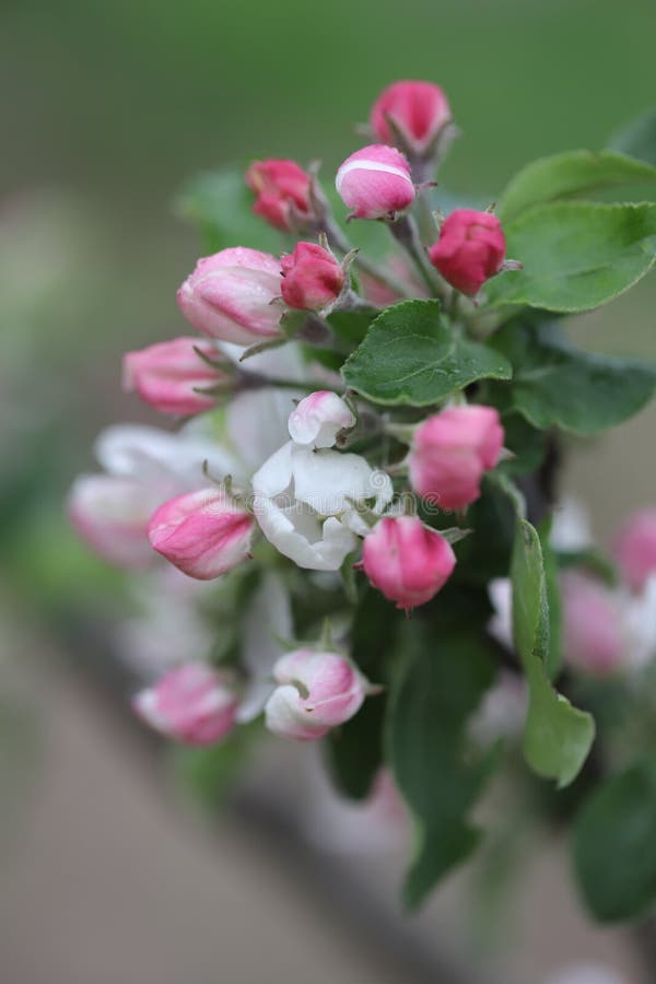 Apple Blossom in Spring with White Pink Flowers, Beautiful Spring Time ...