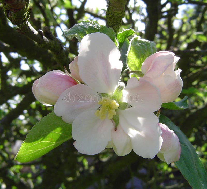 Apple Blossom on the Tree stock photo. Image of blossom - 131172