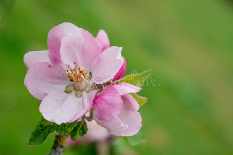 Beautiful Apple Blossom on Apple Tree. Close-up Stock Photo - Image of ...