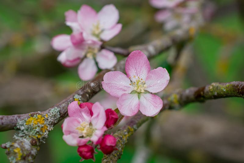 Apple Blossom on Apple Tree. Close-up Stock Image - Image of beauty ...