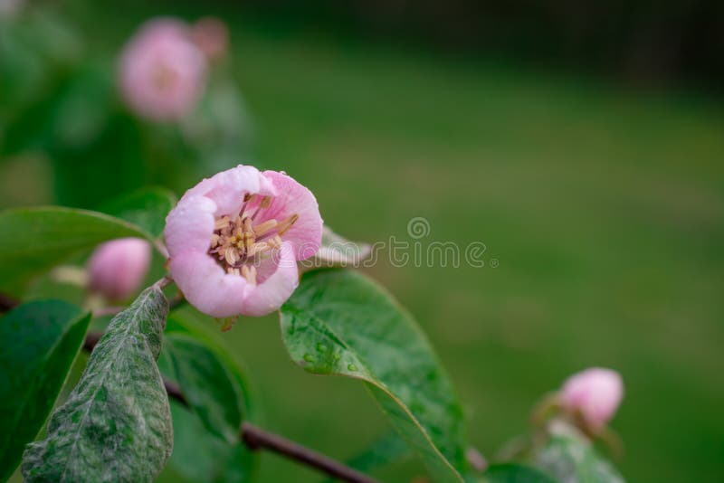 Apple Blossom on Apple Tree. Close-up Stock Photo - Image of closeup ...