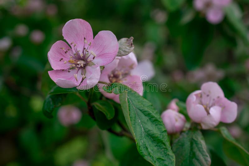 Apple Blossom on Apple Tree. Close-up Stock Photo - Image of blue ...