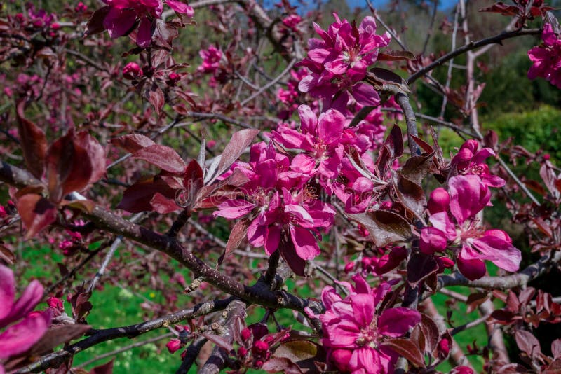Apple Blossom on Apple Tree. Close-up Stock Photo - Image of apple ...