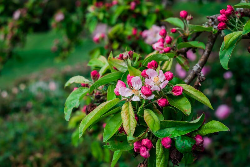 Apple Blossom on Apple Tree. Close-up Stock Image - Image of garden ...