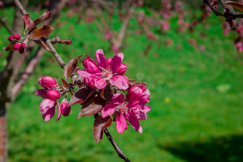 Apple Blossom on Apple Tree. Close-up Stock Image - Image of leaf ...