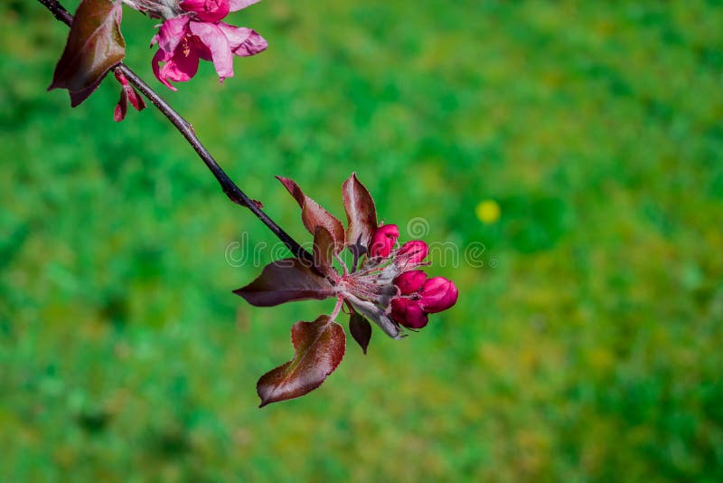 Apple Blossom on Apple Tree. Close-up Stock Photo - Image of macro ...