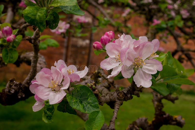 Apple Blossom on Apple Tree. Close-up Stock Image - Image of tree, blue ...