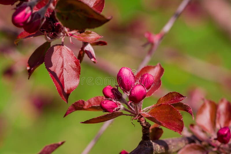 Apple Blossom on Apple Tree. Close-up Stock Photo - Image of flower ...