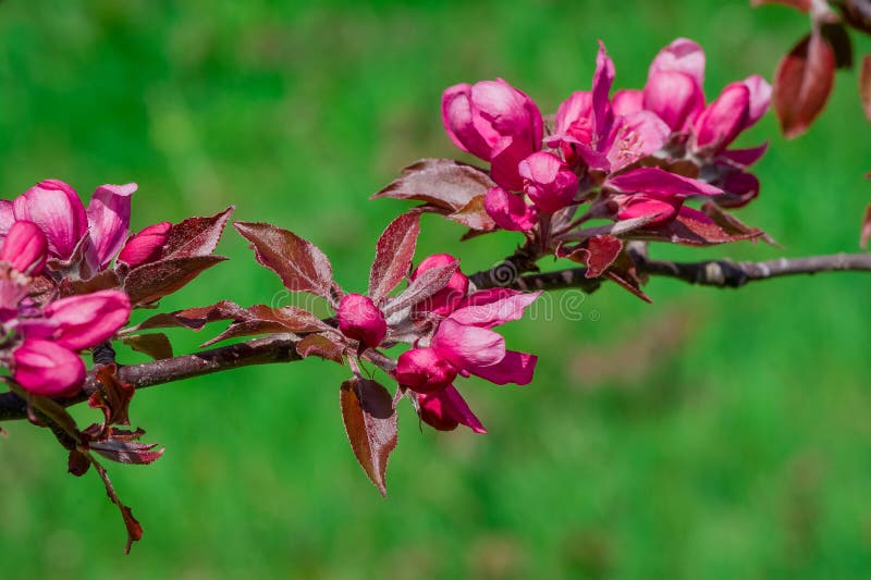 Apple Blossom on Apple Tree. Close-up Stock Image - Image of border ...