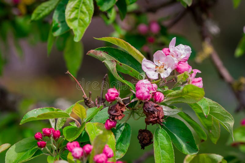 Apple Blossom on Apple Tree. Close-up Stock Photo - Image of nature ...