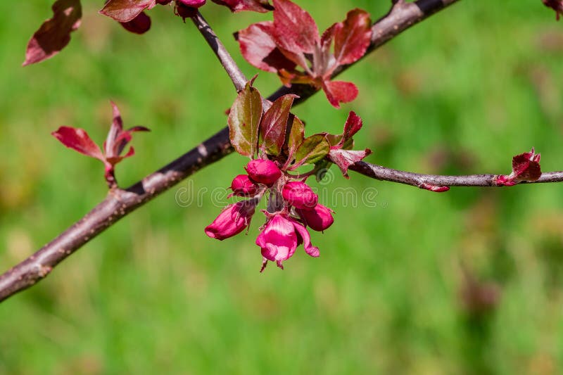 Apple Blossom on Apple Tree. Close-up Stock Image - Image of border ...