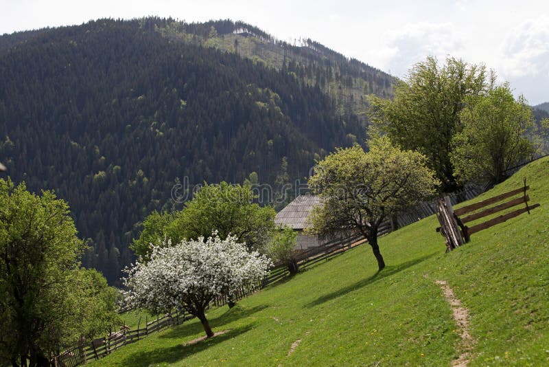 Apple Blossom Tree Rustic Mountains Romania Stock Photos - Free ...