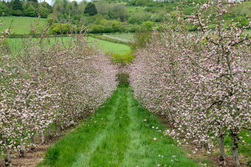 Apple blossom stock photo. Image of flowers, beauty - 219240506