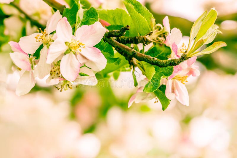 Flowers of fruit tree stock image. Image of light, bloom - 31368767