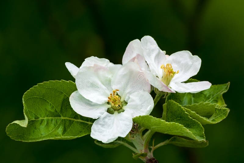 Flowers of fruit tree stock image. Image of light, bloom - 31368767