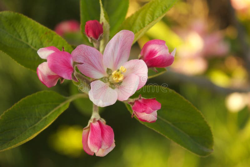 Apple blossoms stock photo. Image of green, flowers, fruit - 91872542