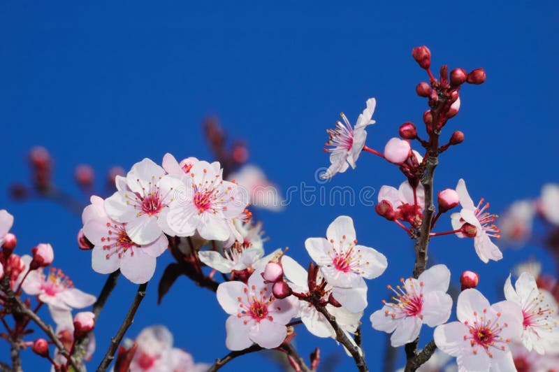 Australian Spring Flowers Leptospernum Tea Tree Stock Image - Image of ...