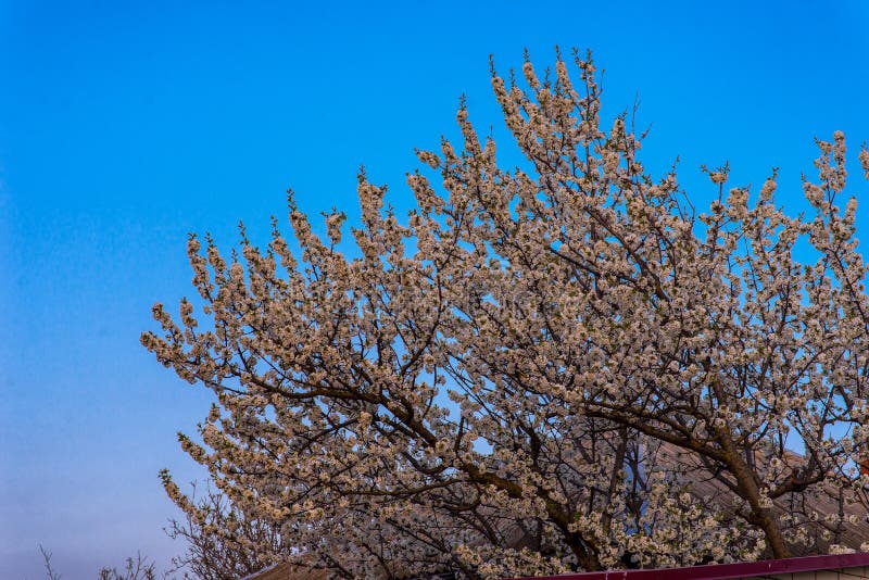Apple Blossoms in Early Spring Stock Photo - Image of decorative ...