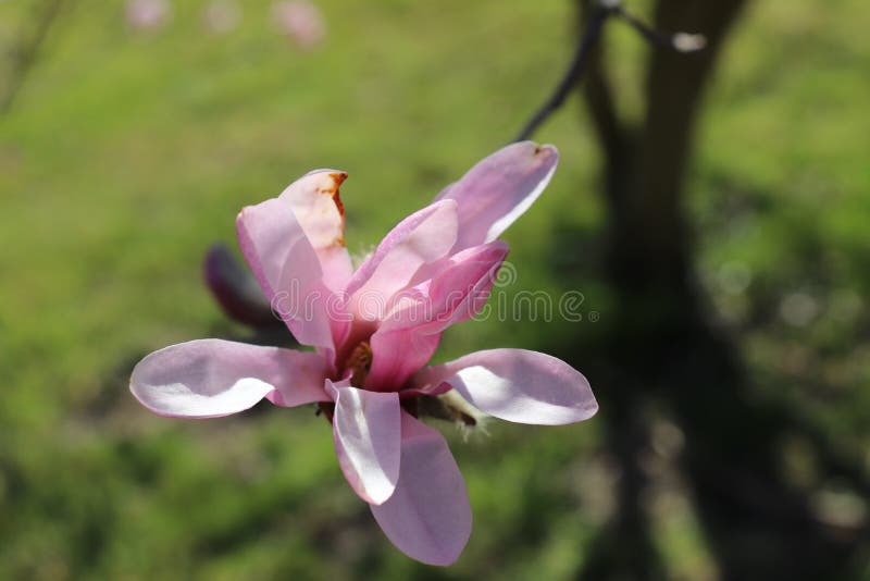 Apple Blossoms in an Orchard Stock Photo - Image of rose, detail: 216683376
