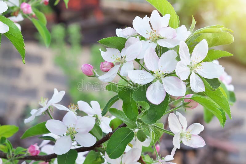 Apple blossoms in spring. stock photo. Image of fruit - 39314290