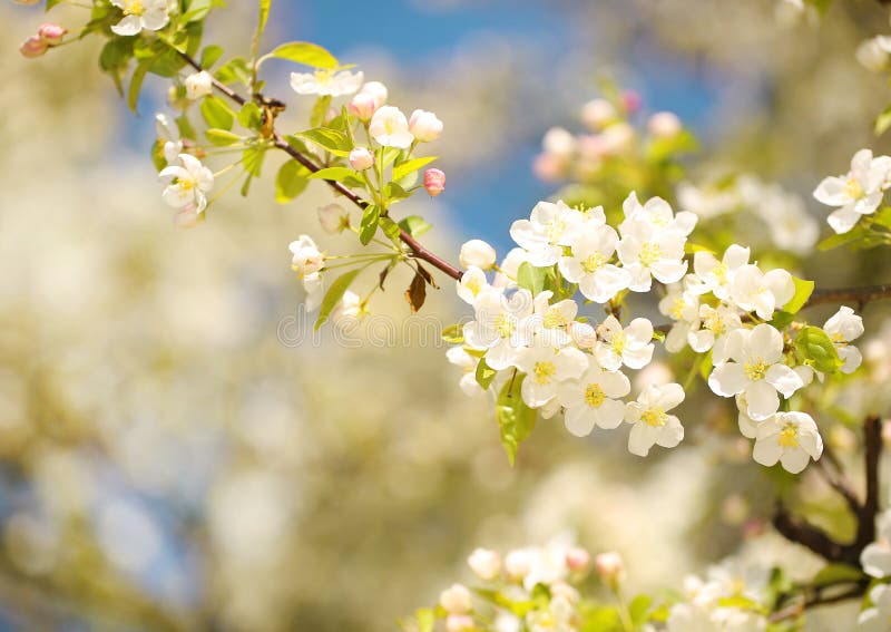 Apple Blossoms. Spring Flowers Stock Photo - Image of blossom, blossoms ...