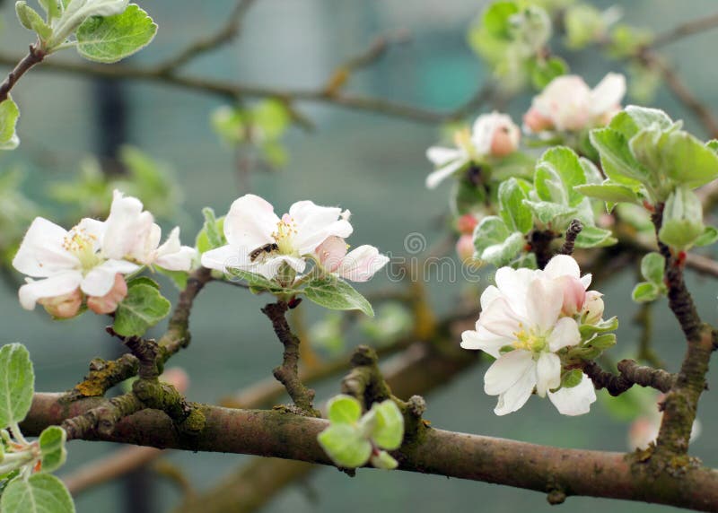 Apple blossoms in spring stock image. Image of botany - 40232365